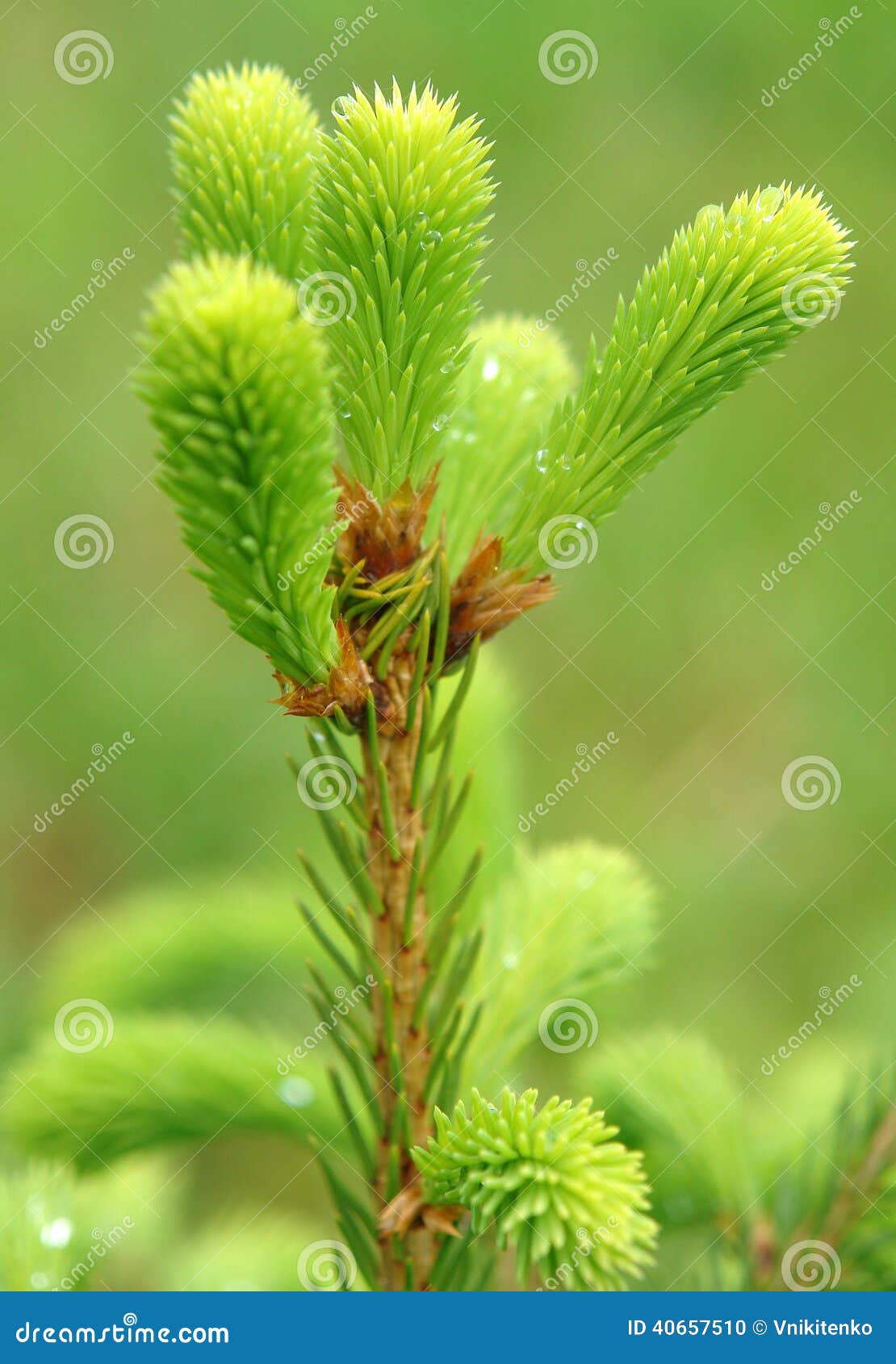 Young shoots of spruce stock photo. Image of branch, shoots - 40657510