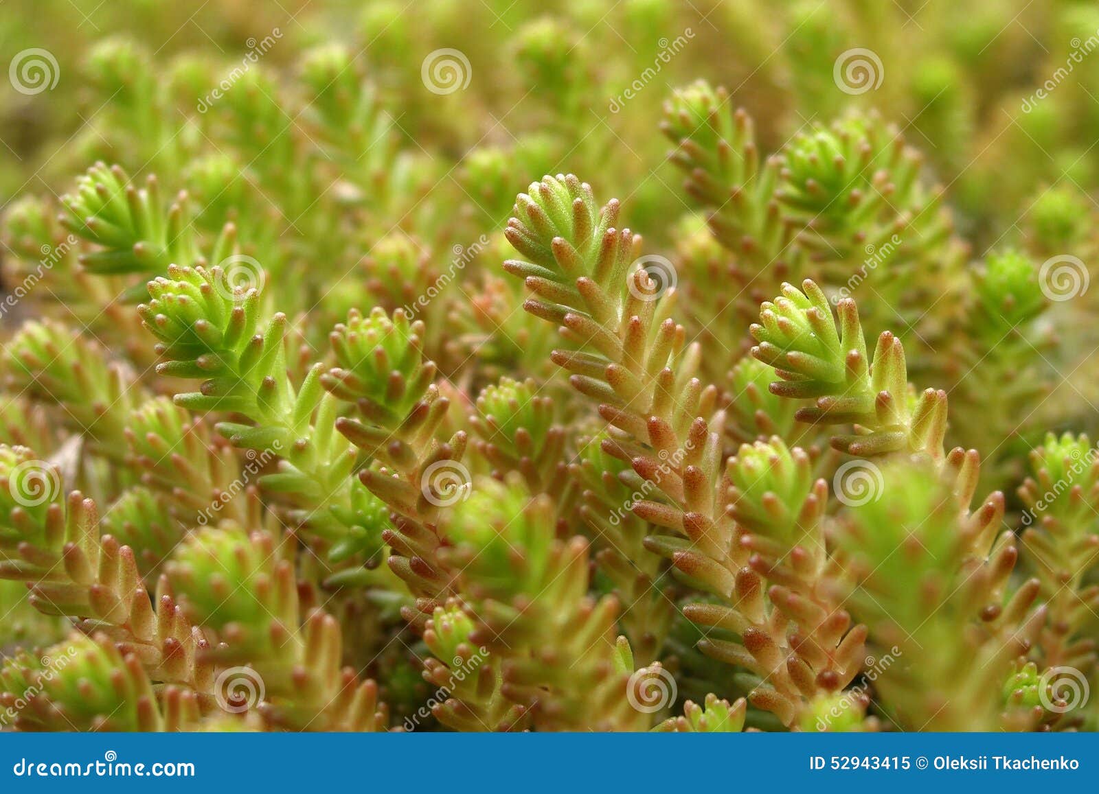 Young Shoots of Succulent Plants Stock Image - Image of growth ...