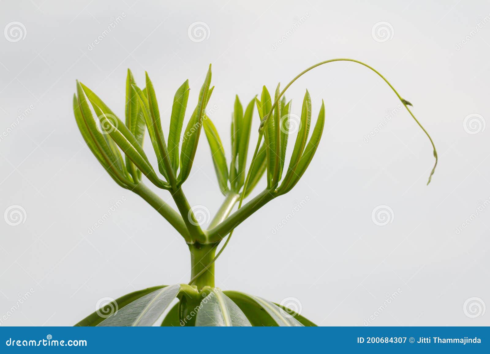 Young shoots of trees stock image. Image of color, botany - 200684307