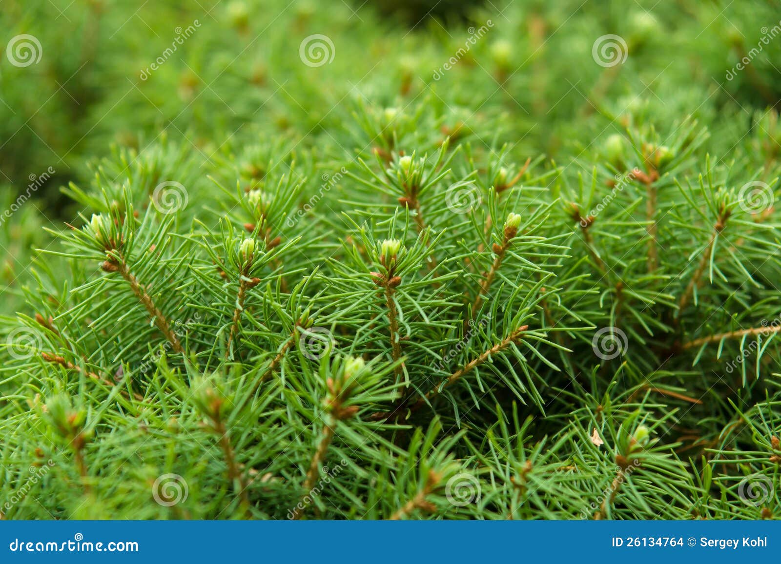 Young shoots of trees stock photo. Image of vegetative - 26134764