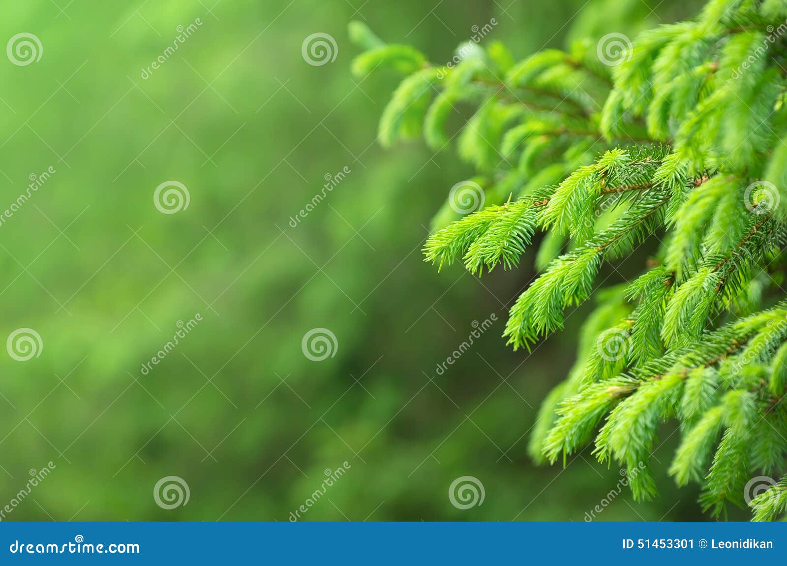 Young shoots of trees stock image. Image of detail, natural - 51453301
