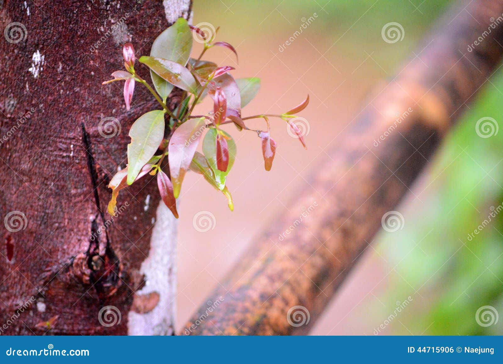 Young shoots stock photo. Image of beautiful, trees, earth - 44715906