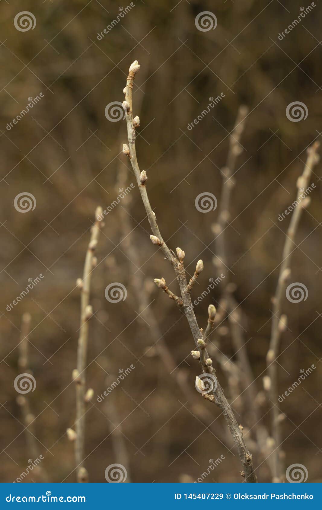 Young shoots of trees stock image. Image of white, season - 145407229