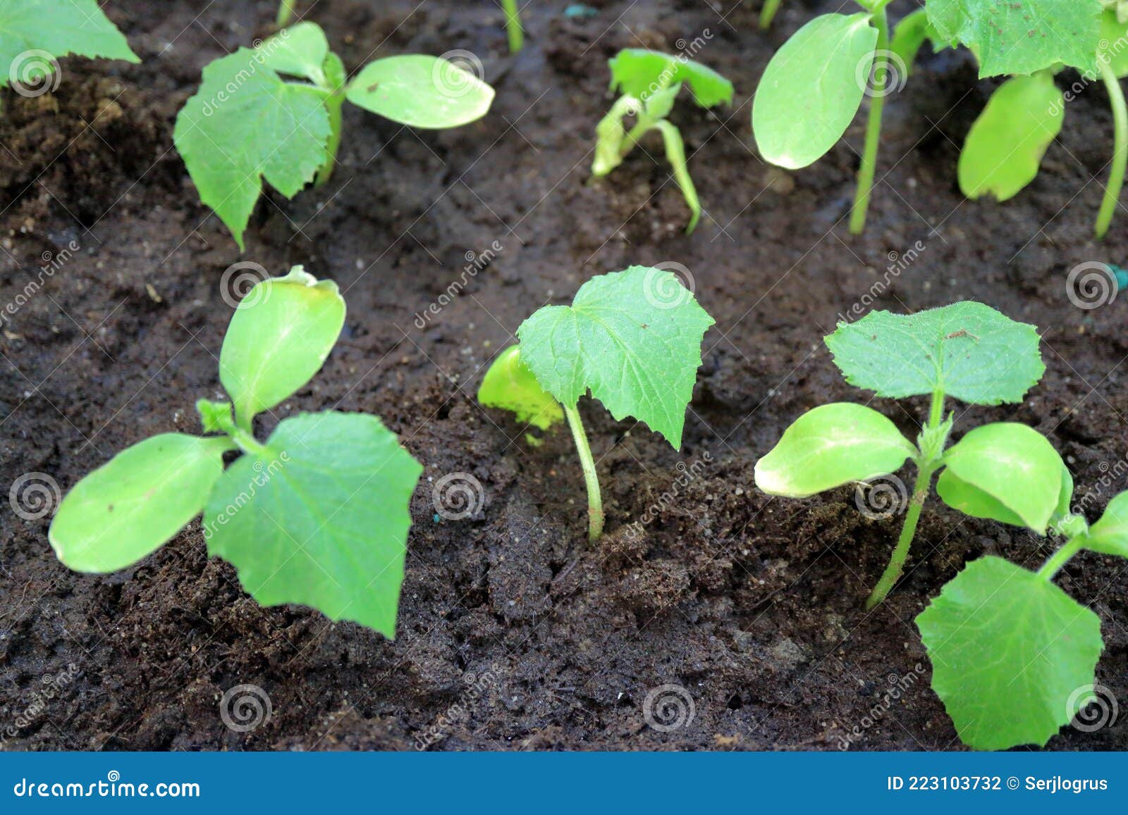 Young shoots of vegetables stock photo. Image of campaign - 223103732