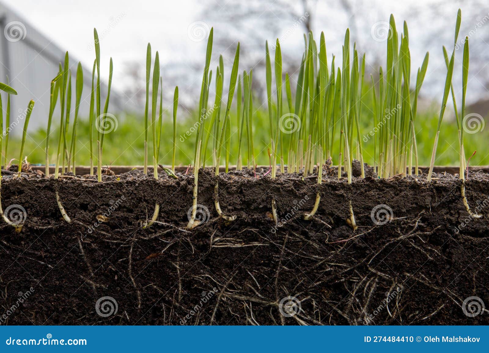 Young Shoots of Wheat with Roots Stock Photo - Image of isolated, root ...