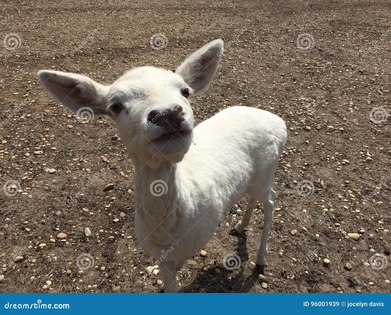 Young shorn sheep stock image. Image of sheep, animal - 96001939