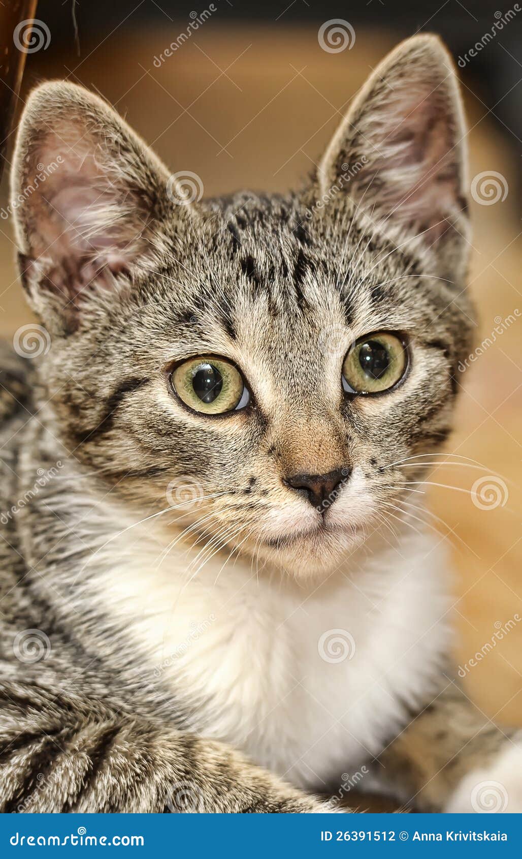 Young Short-haired Tabby Cat Stock Photography | CartoonDealer.com ...