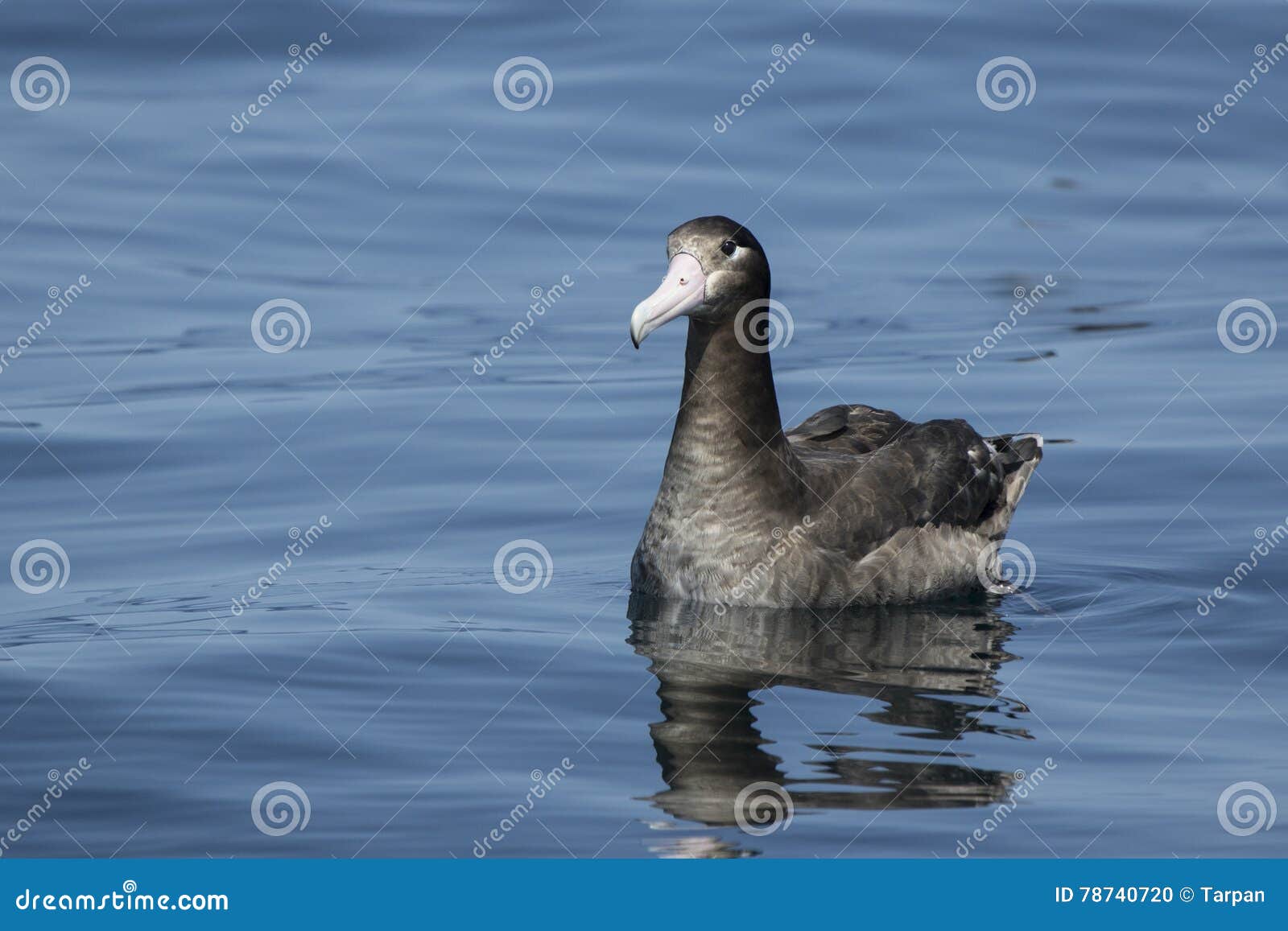 Young Short-tailed Albatross Sitting on the Water a Summer Stock Photo ...