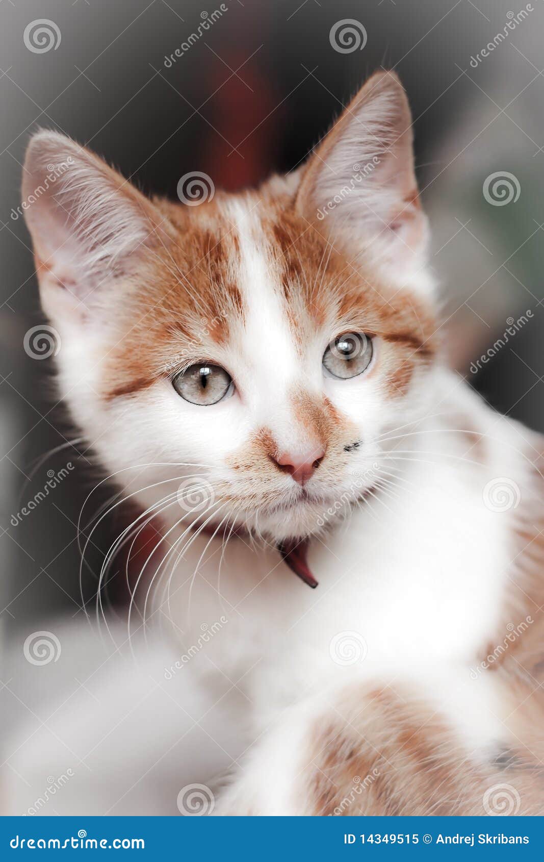 Young Shorthair Red-white Cat Stock Image - Image of animal, house ...