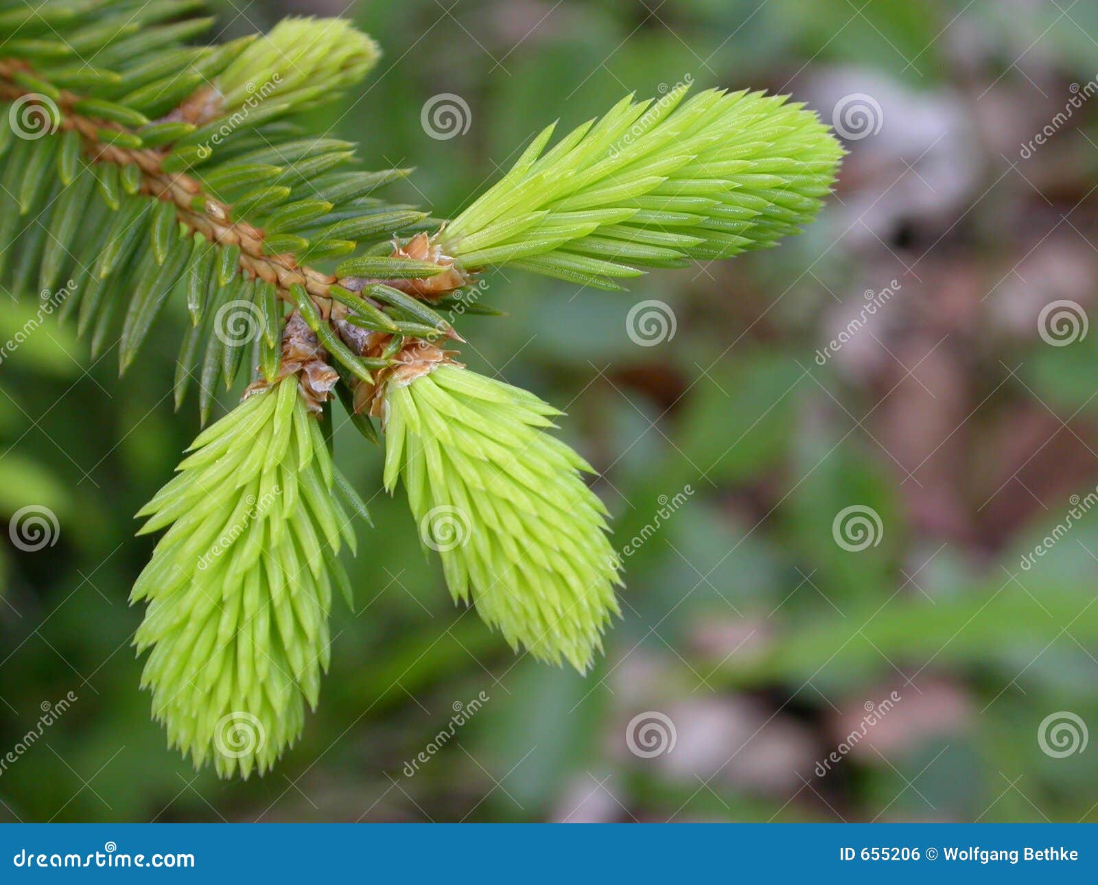Young shot of a pine stock photo. Image of growing, spring - 655206