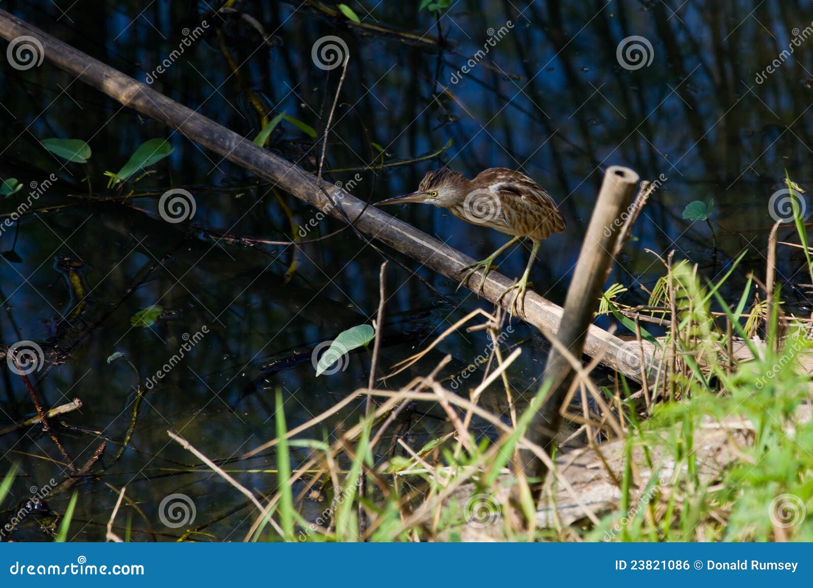 Young Shrenks Bittern. stock photo. Image of rivers, lakes - 23821086