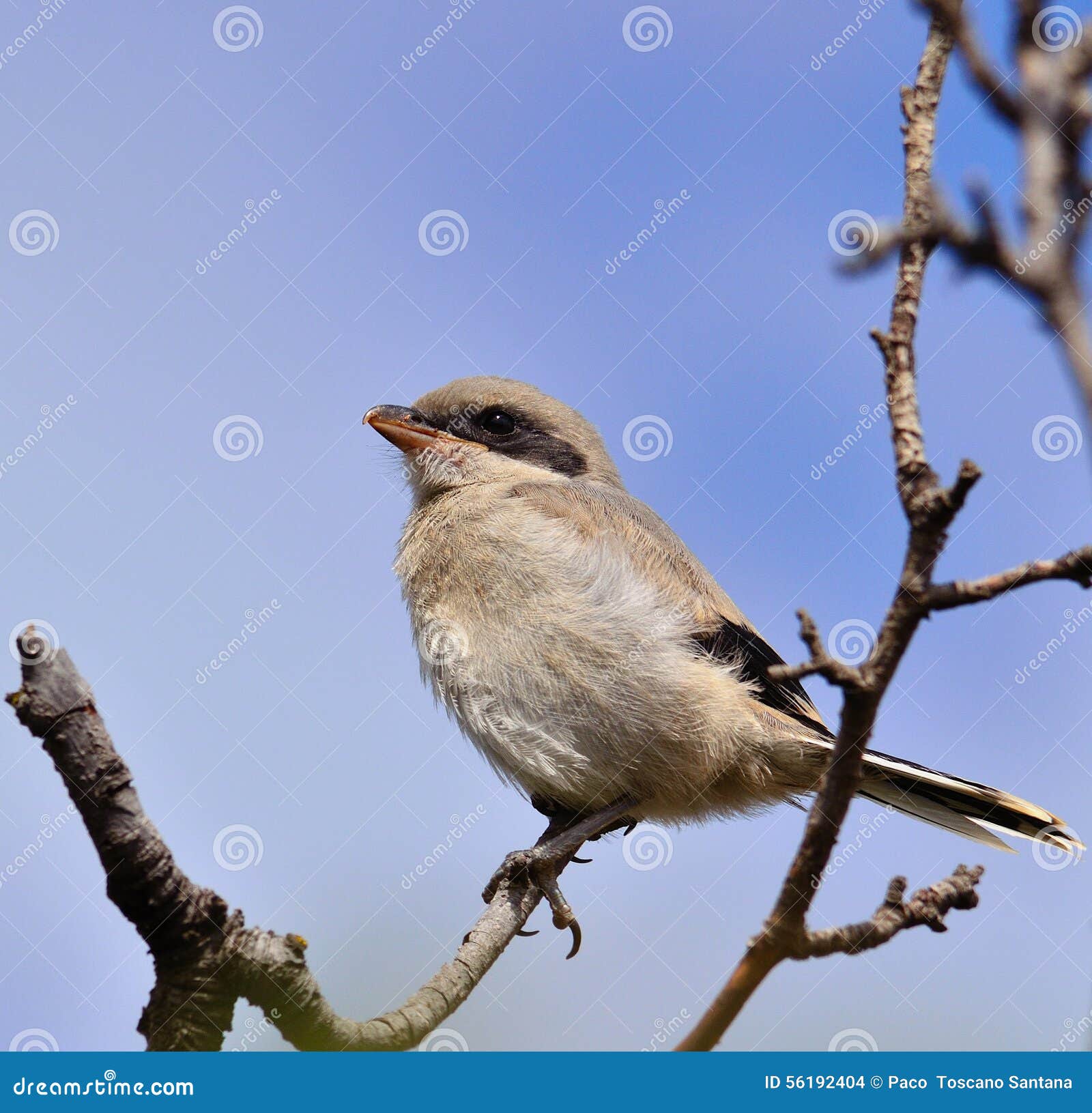Young Shrike on Tree Branch Stock Photo - Image of ornithology ...