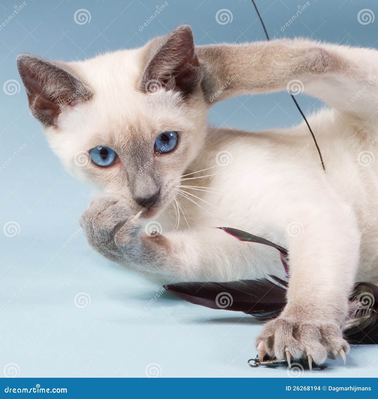 Young Siamese Cat Playing with Feathers Stock Photo - Image of weeks ...