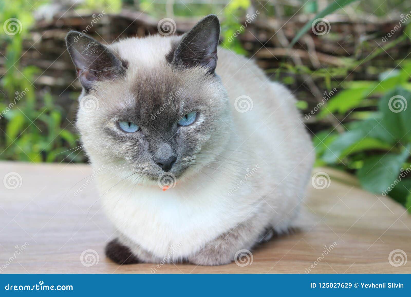 Young siamese cat stock image. Image of pussycat, domestic - 125027629