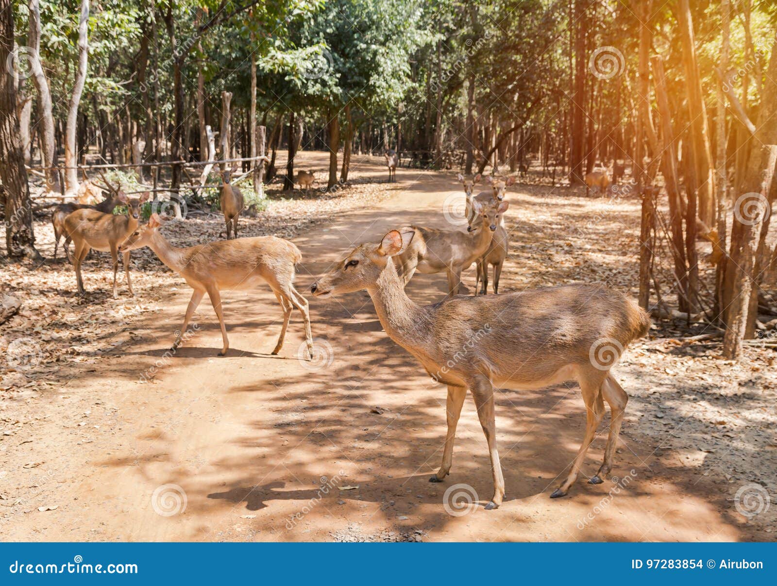 Young Siamese Eld Deer , Thamin, Brow Antlered Deer Cervus Eldi ...