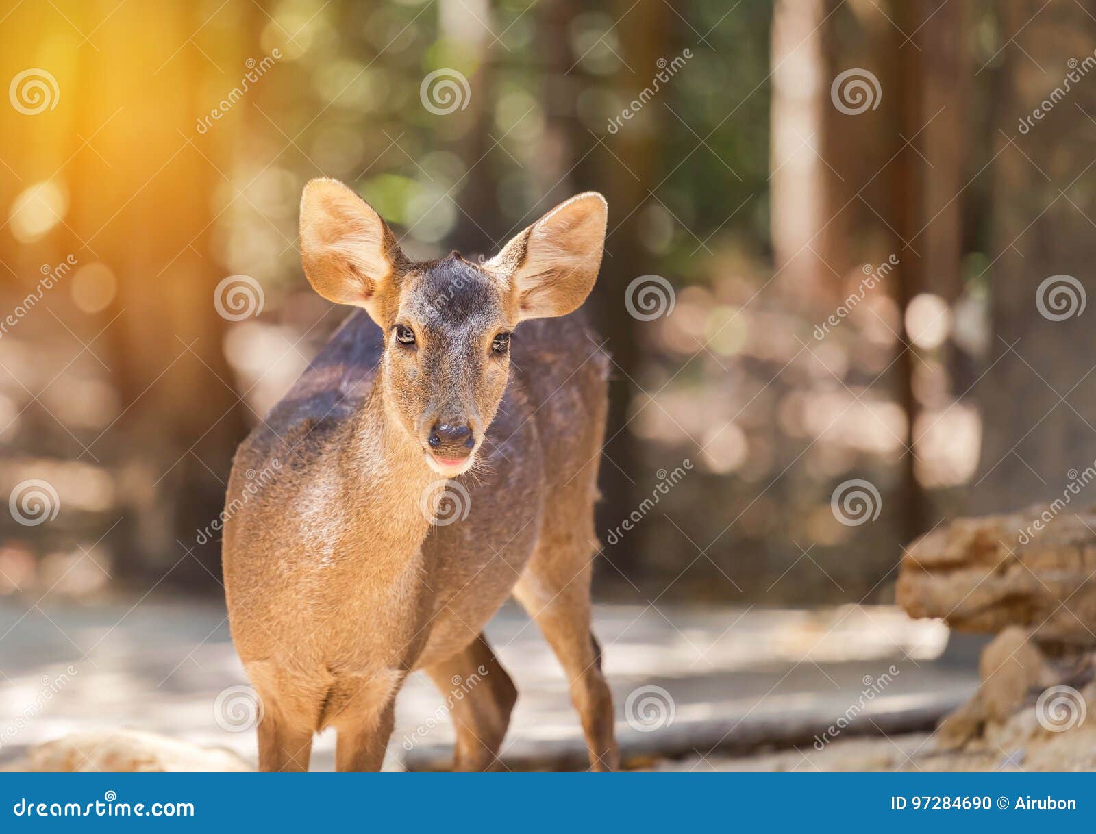Young Siamese Eld Deer , Thamin, Brow Antlered Deer Cervus Eldi ...