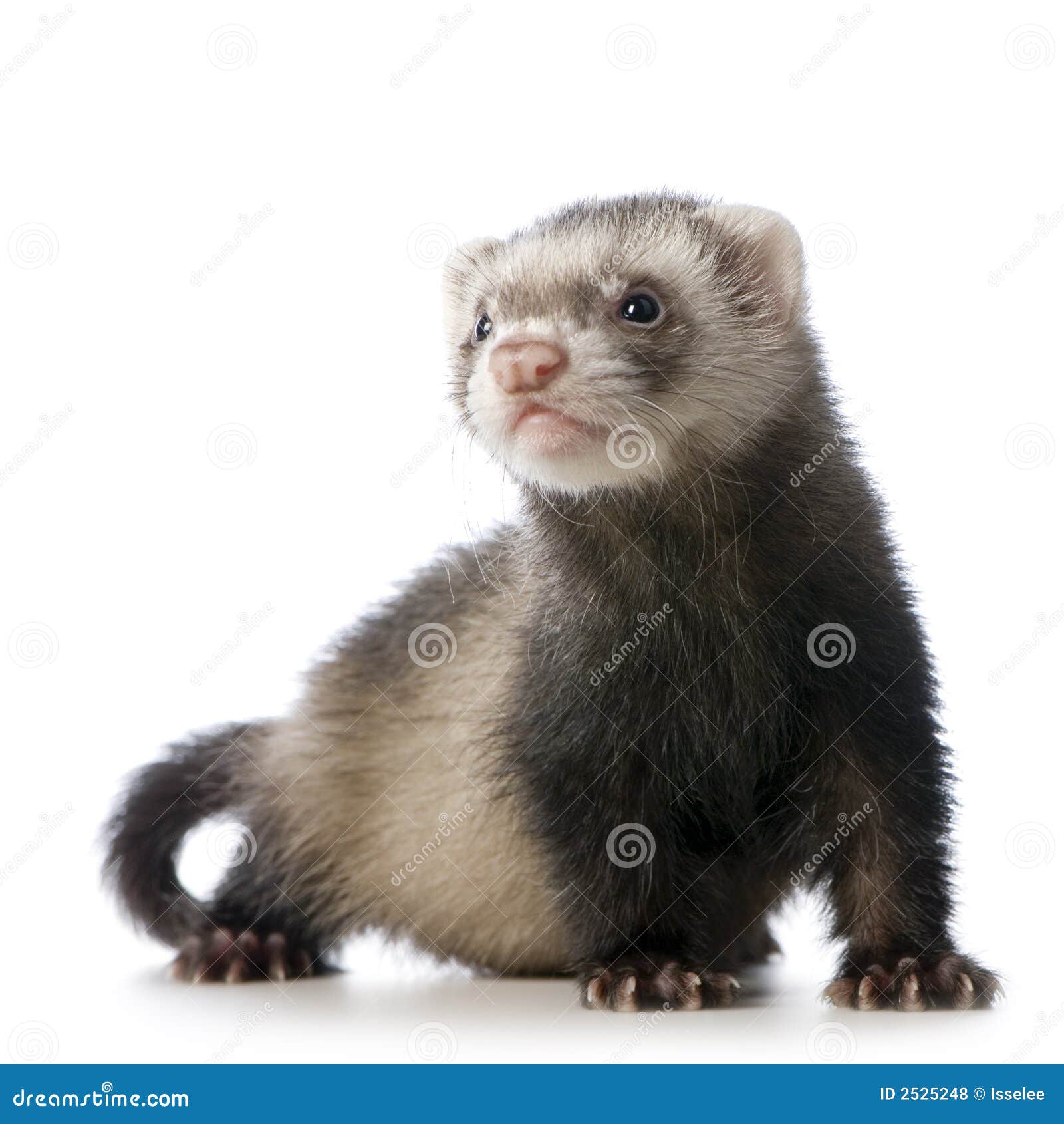Ferret Stock Photo | CartoonDealer.com #14609976