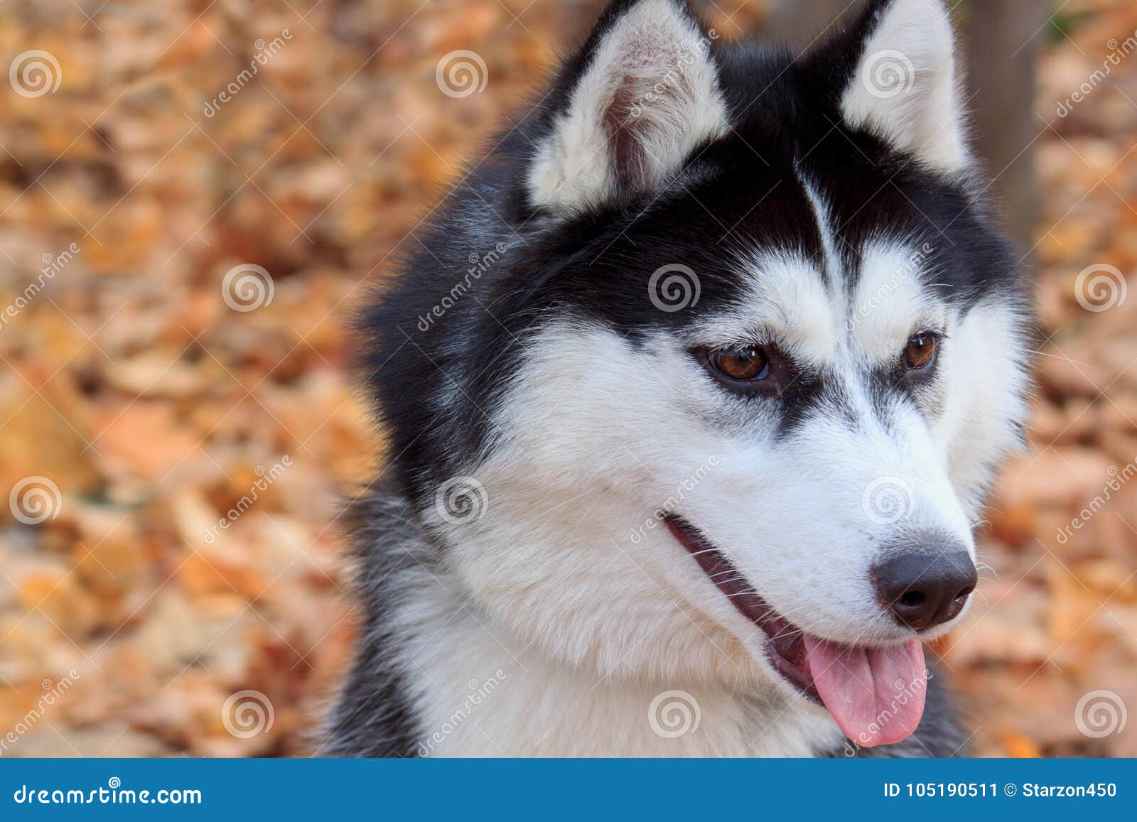 Young Siberian Husky Close Up. Stock Image - Image of purebred, leafage ...