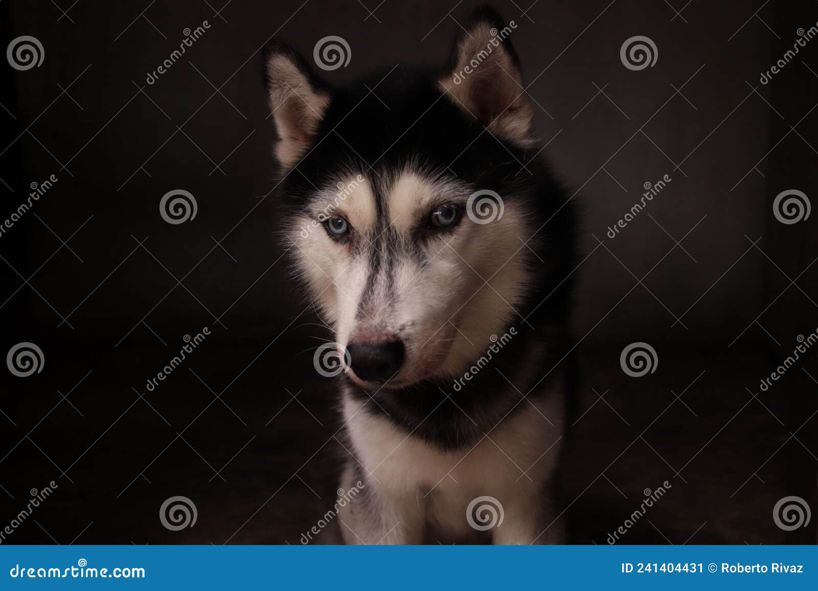 Young siberian husky stock image. Image of young, husky - 241404431