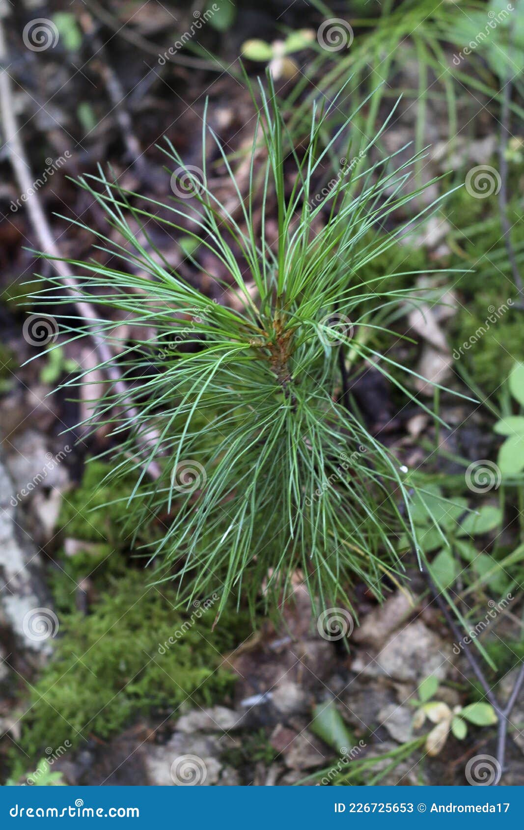 Young Siberian Pine Tree Close - Up View, Cedar Sprouts Stock Image ...