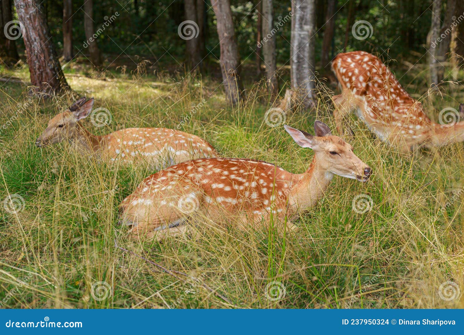 Young Sika Deer Play in the Grass, Wild Animals Stock Photo - Image of ...