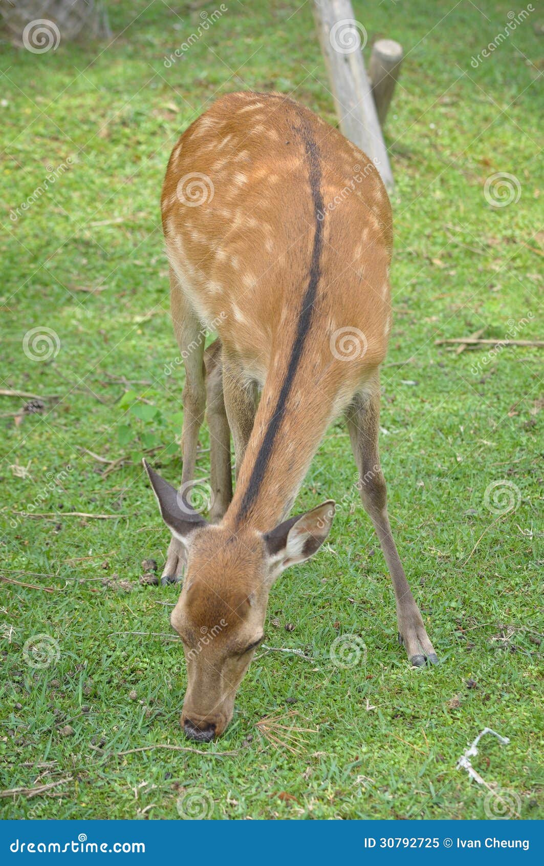 Young sika deer stock image. Image of farm, deer, japan - 30792725