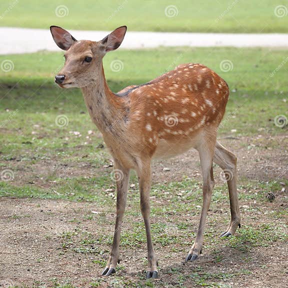 Young sika deer stock photo. Image of newborn, environment - 30792728