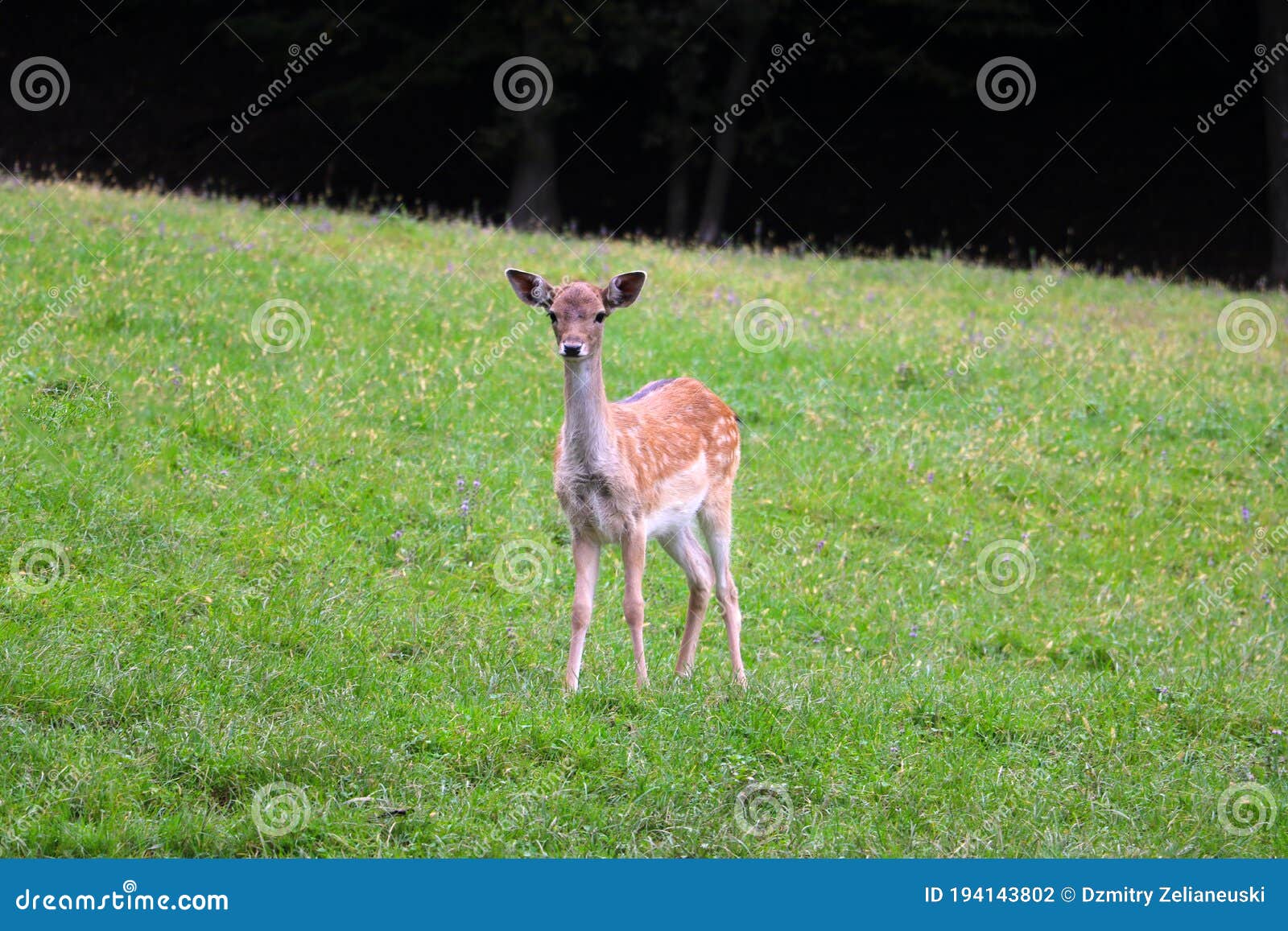 A Young Sika Deer Stands on a Green Lawn Stock Photo - Image of asia ...
