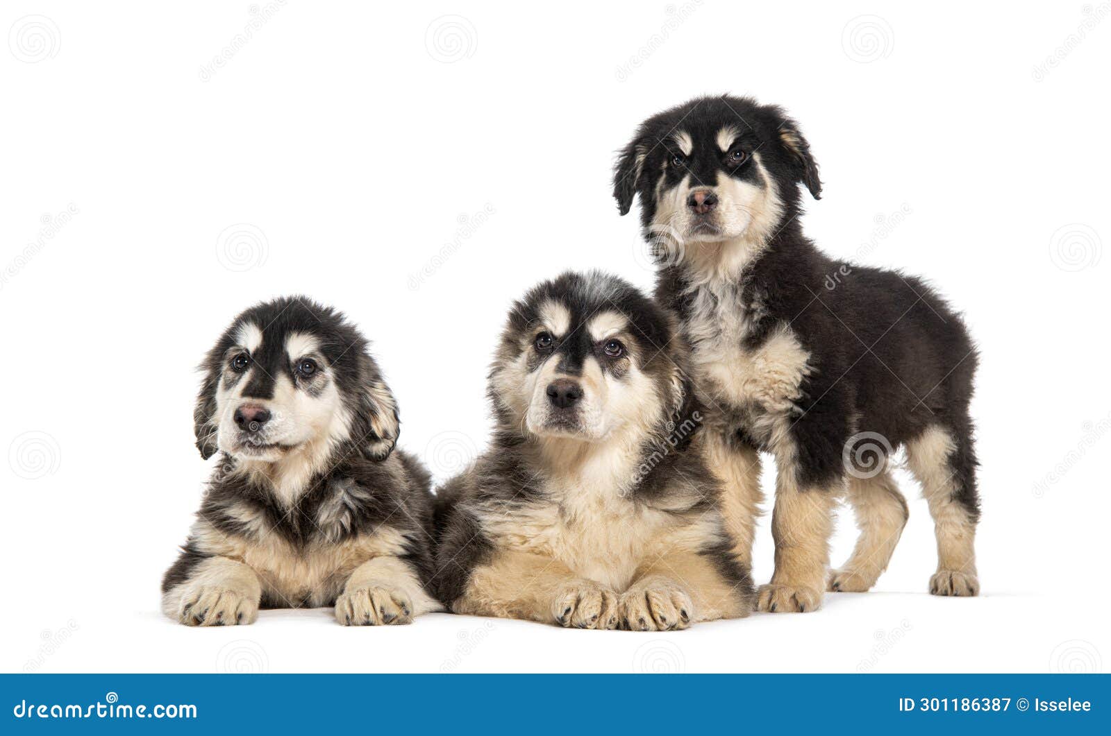 Young Sila Shepherd Dogs in a Row, Isolated on White Stock Image ...