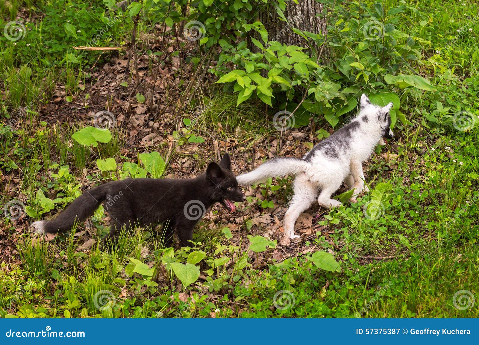 Young Silver Fox Chases after Young Marble Fox (Vulpes Vulpes) Stock ...
