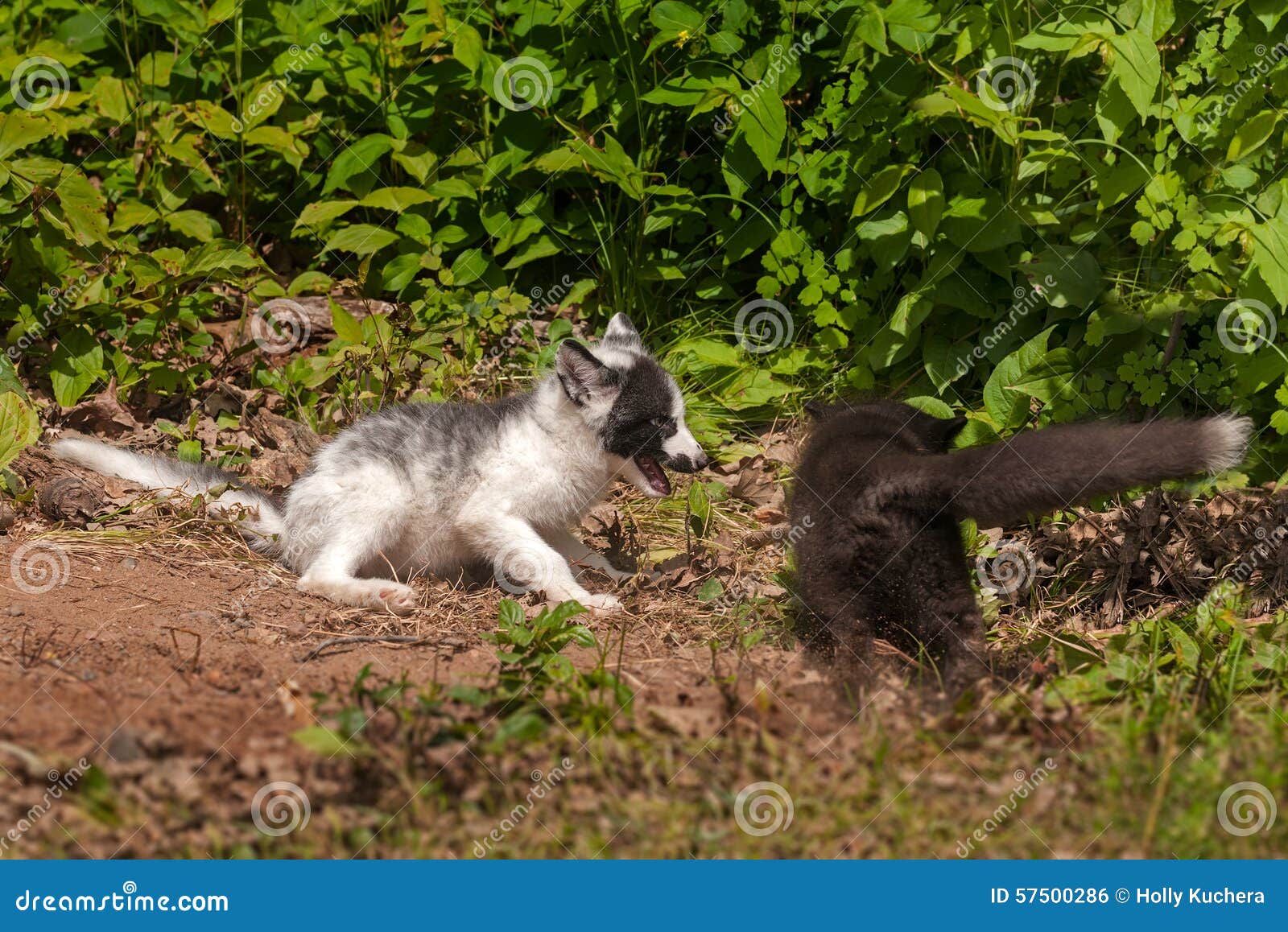 Young Silver Fox and Marble Fox (Vulpes Vulpes) Play Stock Photo ...
