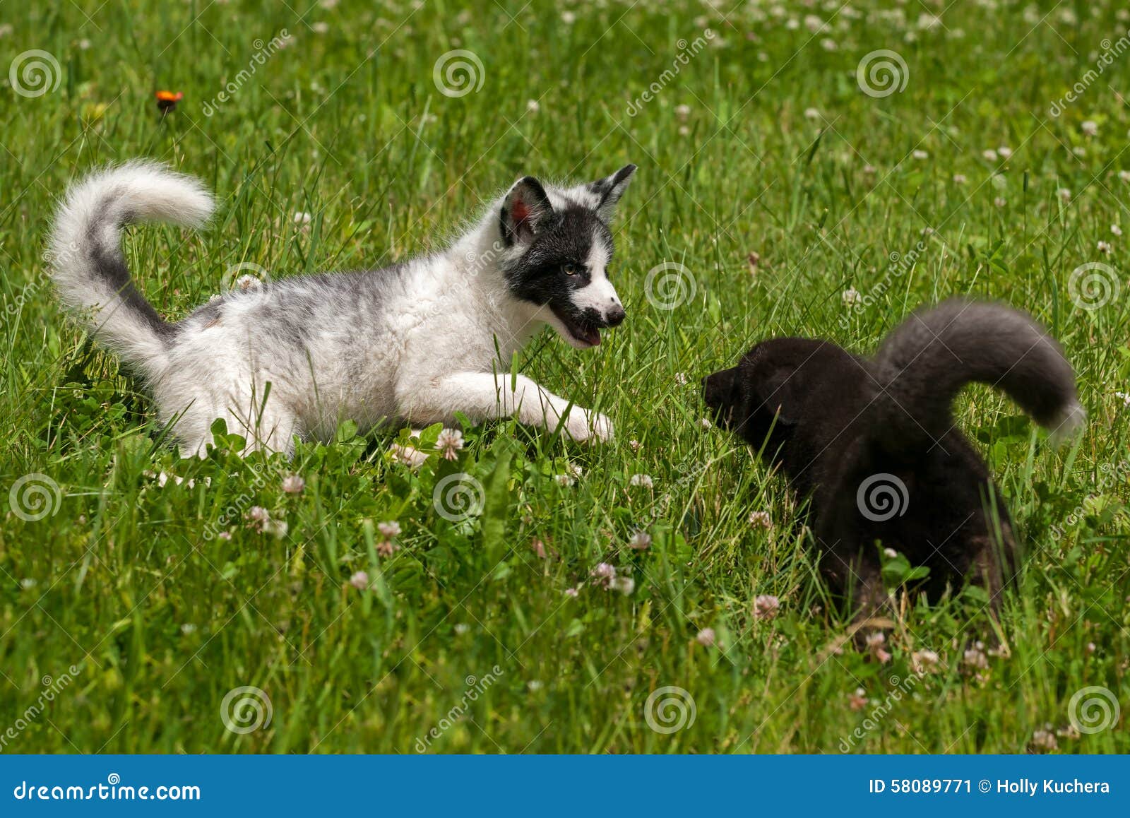 Young Silver Fox and Marble Fox (Vulpes Vulpes) Play in the Gras Stock ...