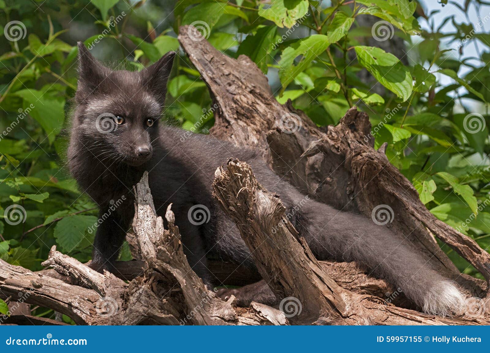 Young Silver Fox (Vulpes Vulpes) Stands on Roots with One Ear Ba Stock ...
