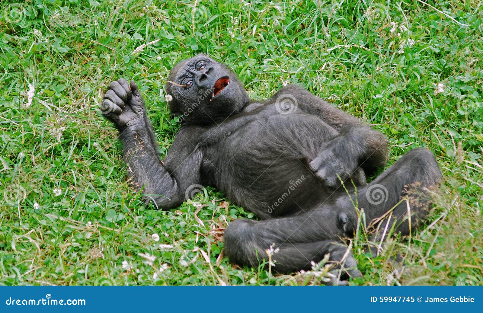 Silverback stock image. Image of young, durrell, western - 59947745