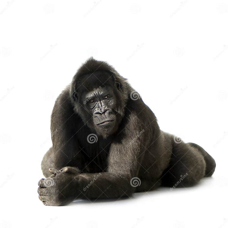Young Silverback Gorilla stock photo. Image of portrait - 3683696
