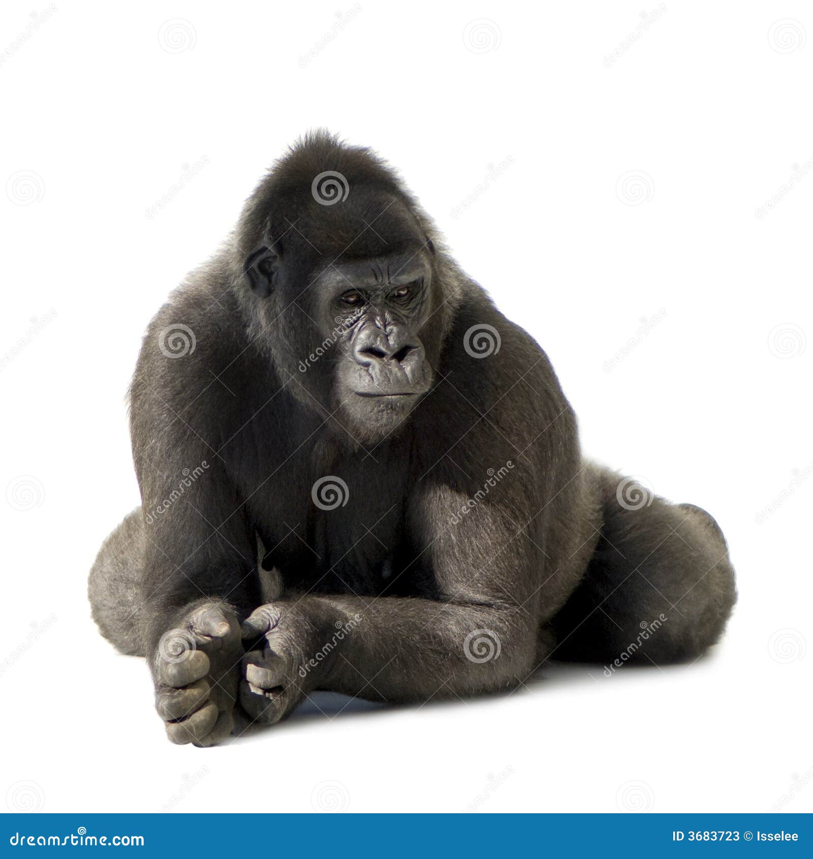 Young Silverback Gorilla stock image. Image of mamal, wildlife - 3683723