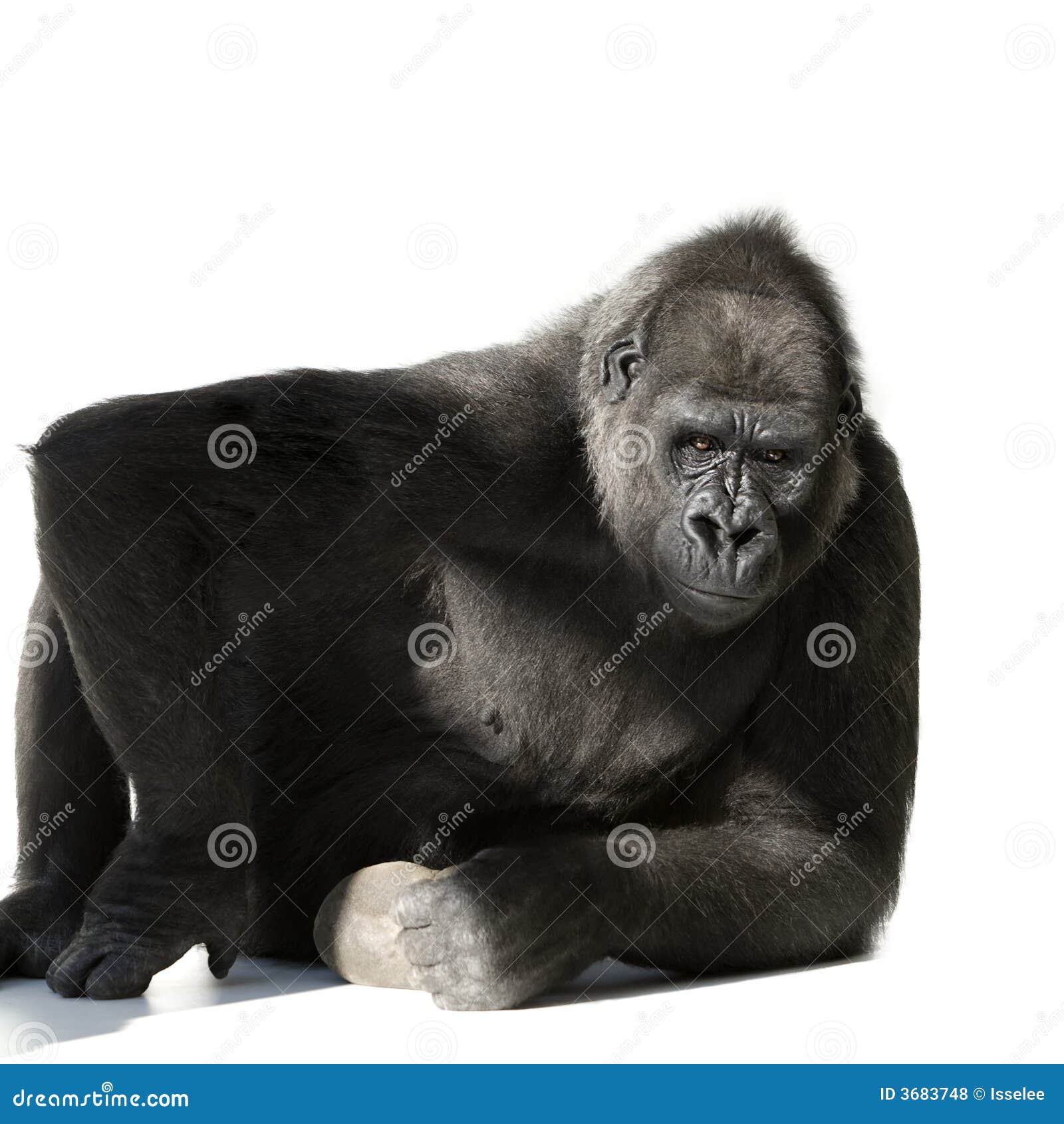 Young Silverback Gorilla stock photo. Image of gorilla - 3683748