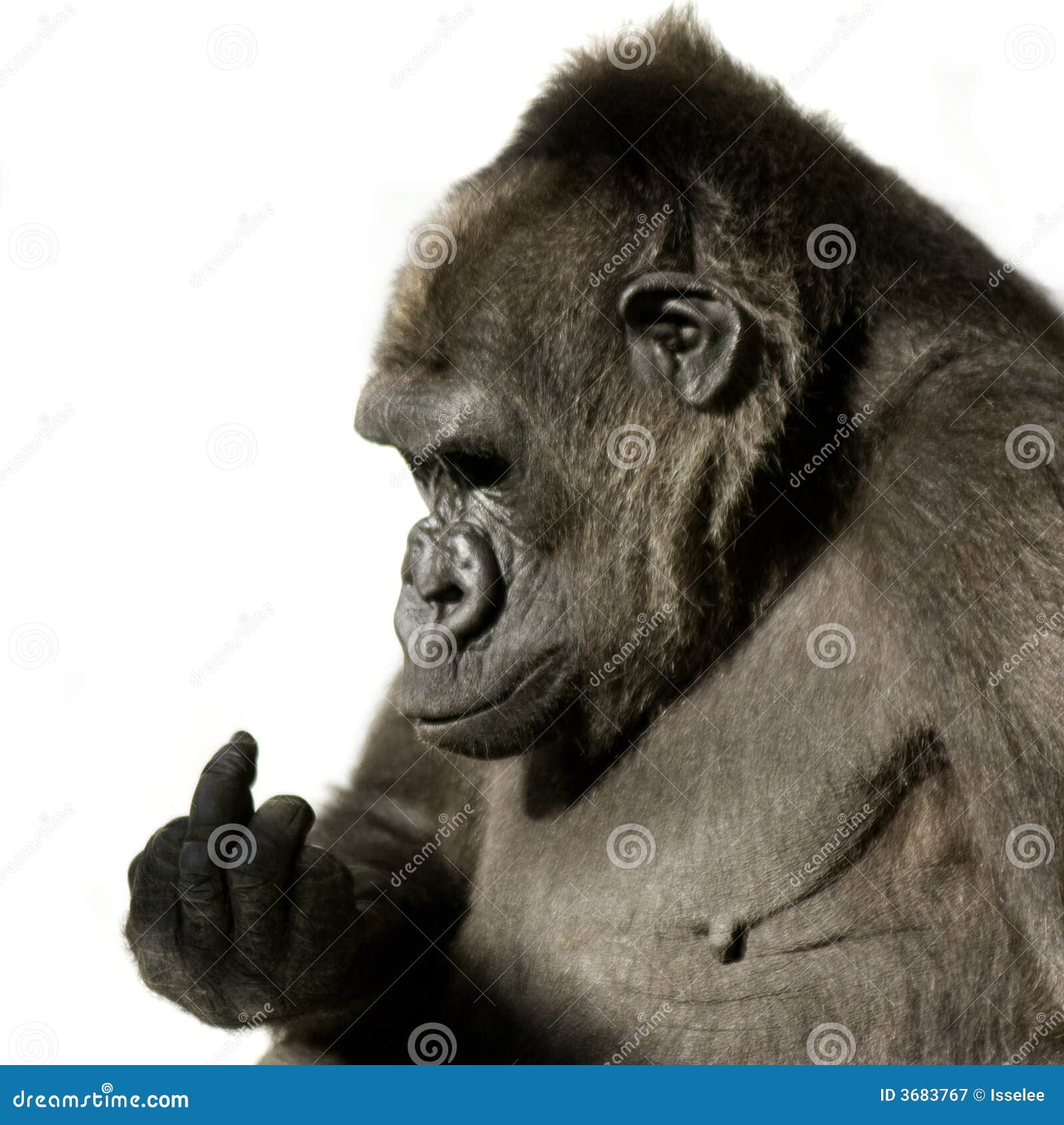 Young Silverback Gorilla stock image. Image of white, monkey - 3683767