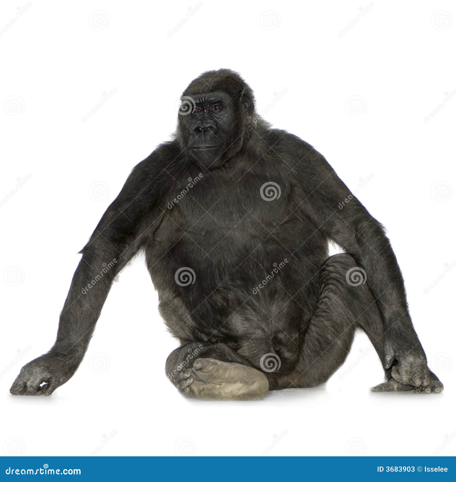 Young Silverback Gorilla stock image. Image of kong, baby - 3683903