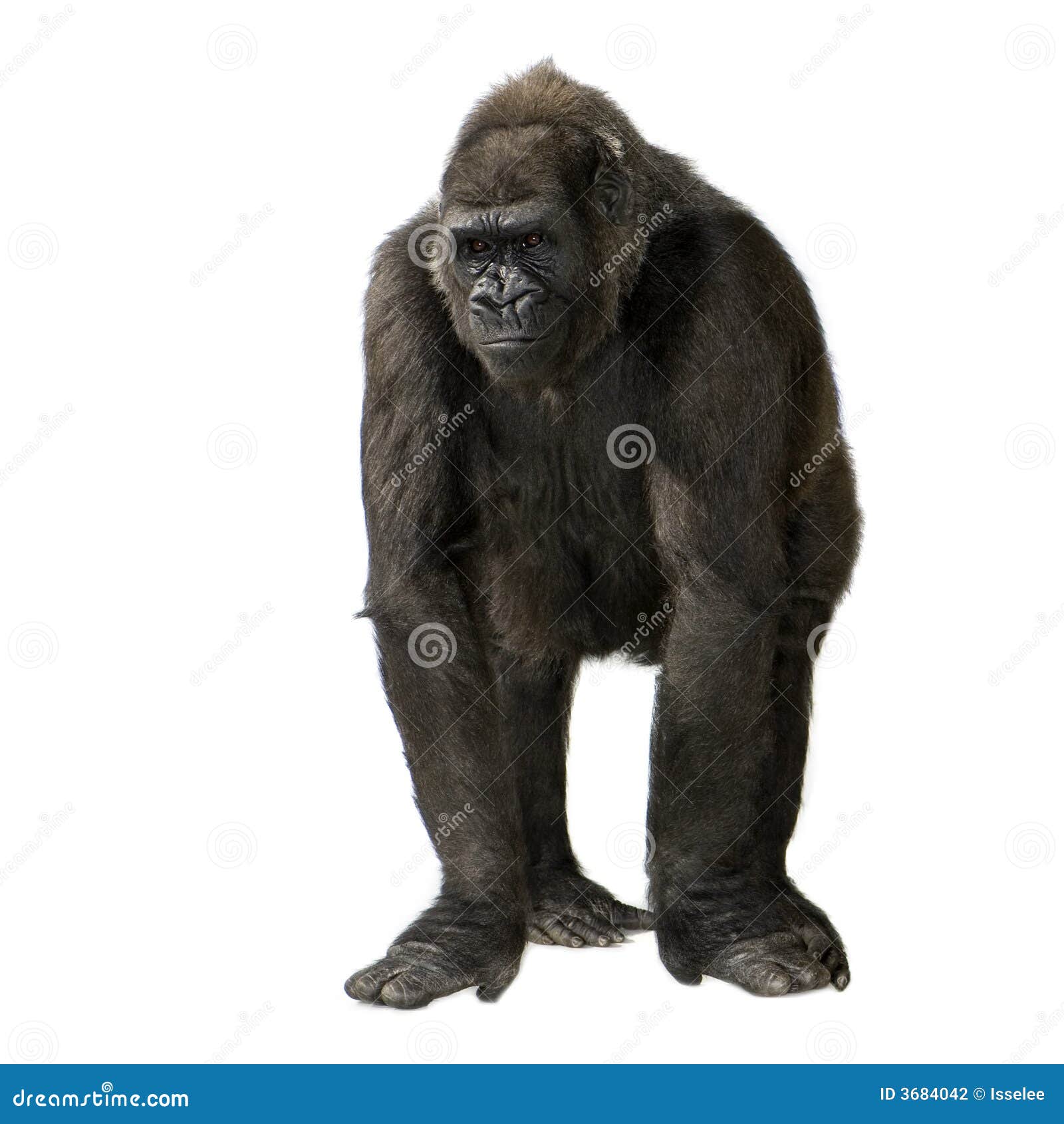 Young Silverback Gorilla stock photo. Image of monkey - 3684042