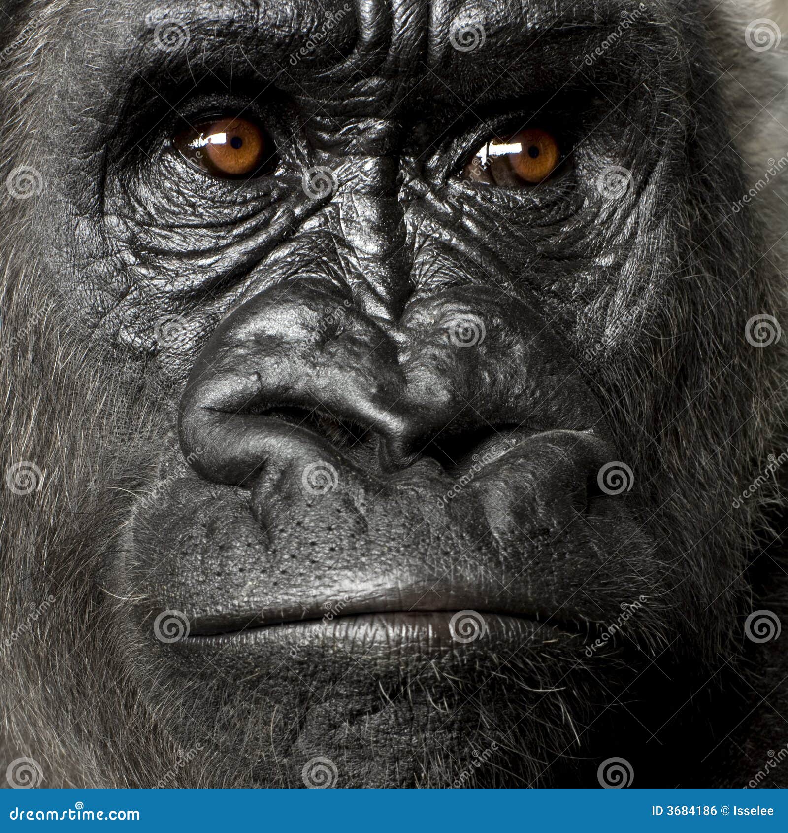 Young Silverback Gorilla Front White Background Stock Photos - Free ...