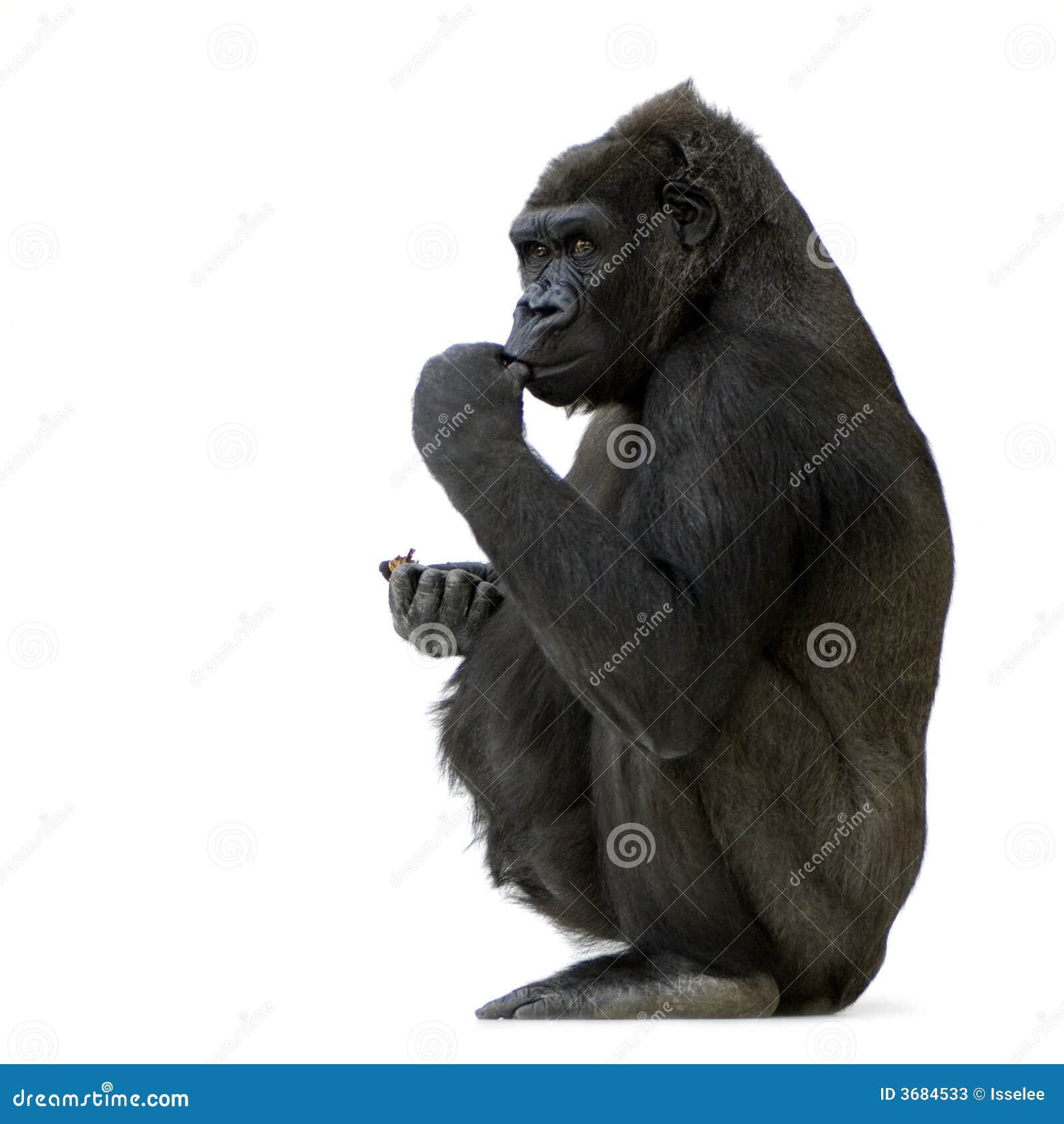 Gorilla Monkey Ape Fist Palm Close-up Fingers Touching Glass Zoo Stock ...