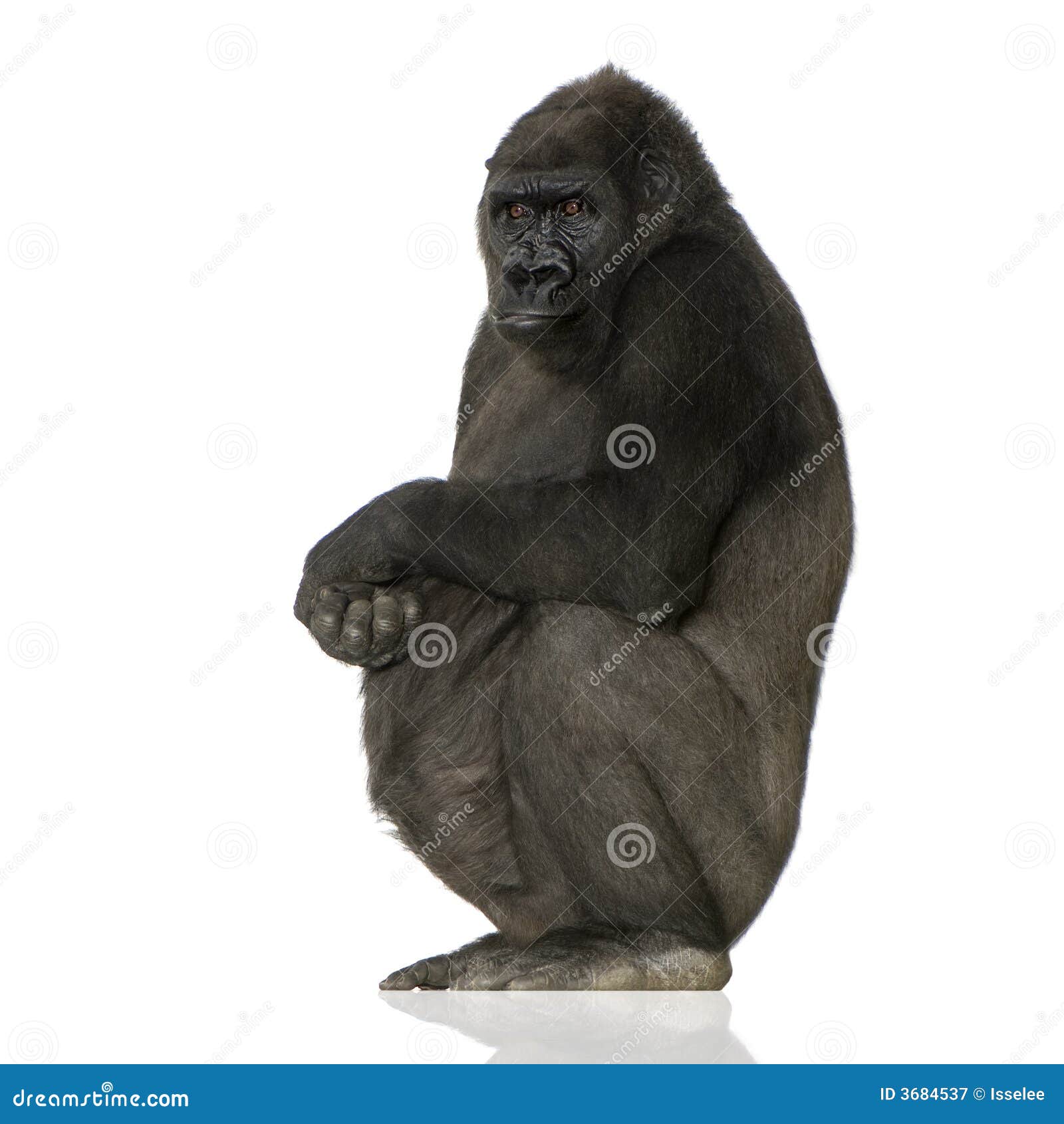 Young Silverback Gorilla stock image. Image of portrait - 3684537