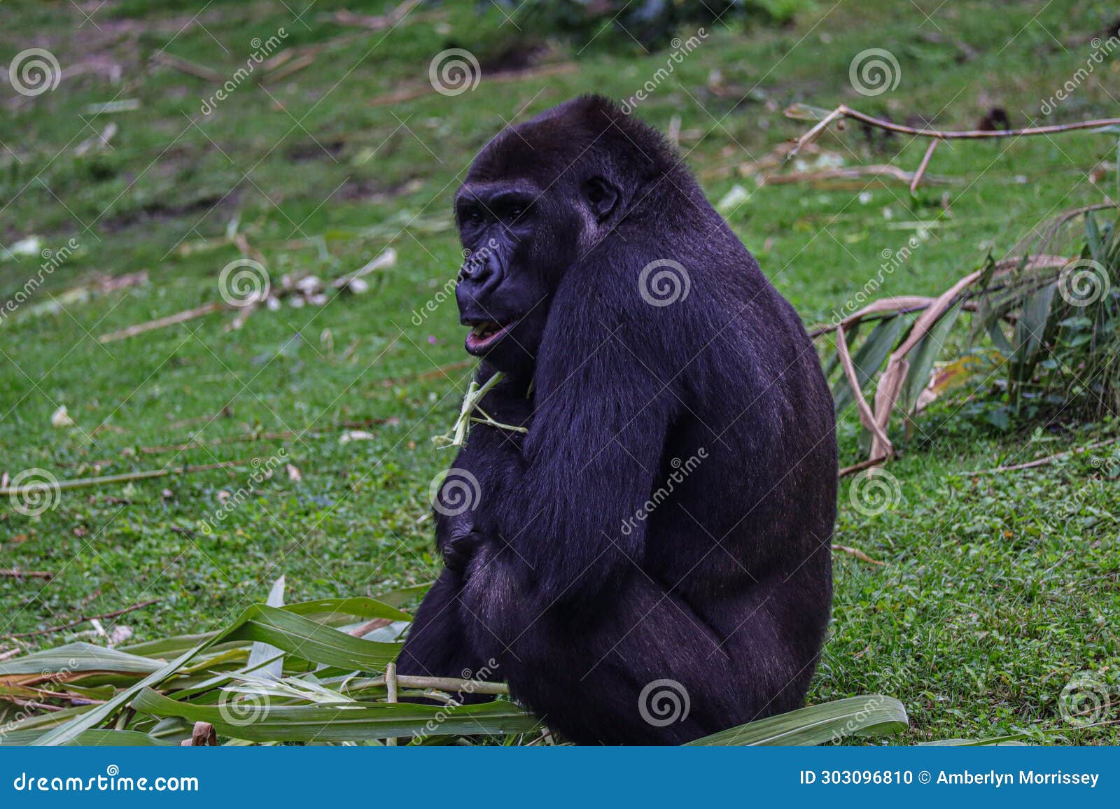 Silverback stock photo. Image of silverback, young, blackback - 303096810