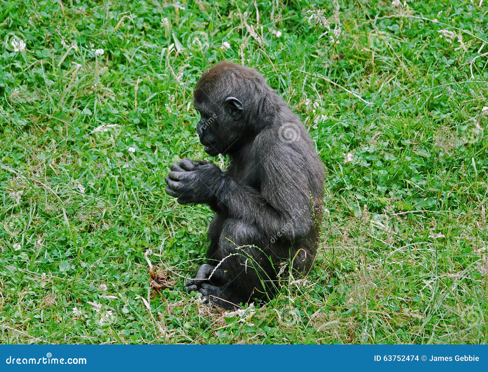 Young silverback gorilla stock photo. Image of relaxing - 63752474