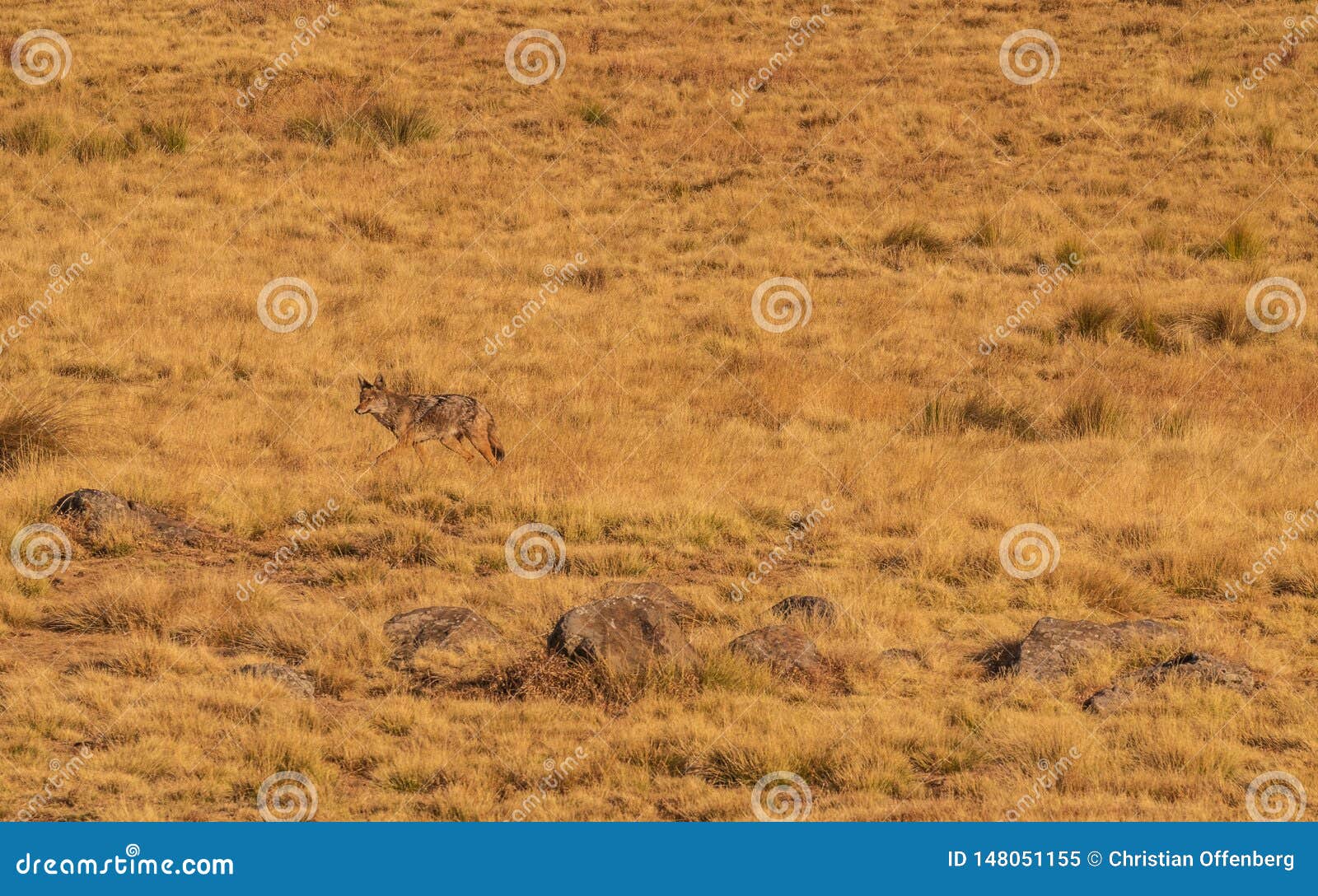 Young Simien Jackal in Ethiopia Stock Image - Image of endemic ...