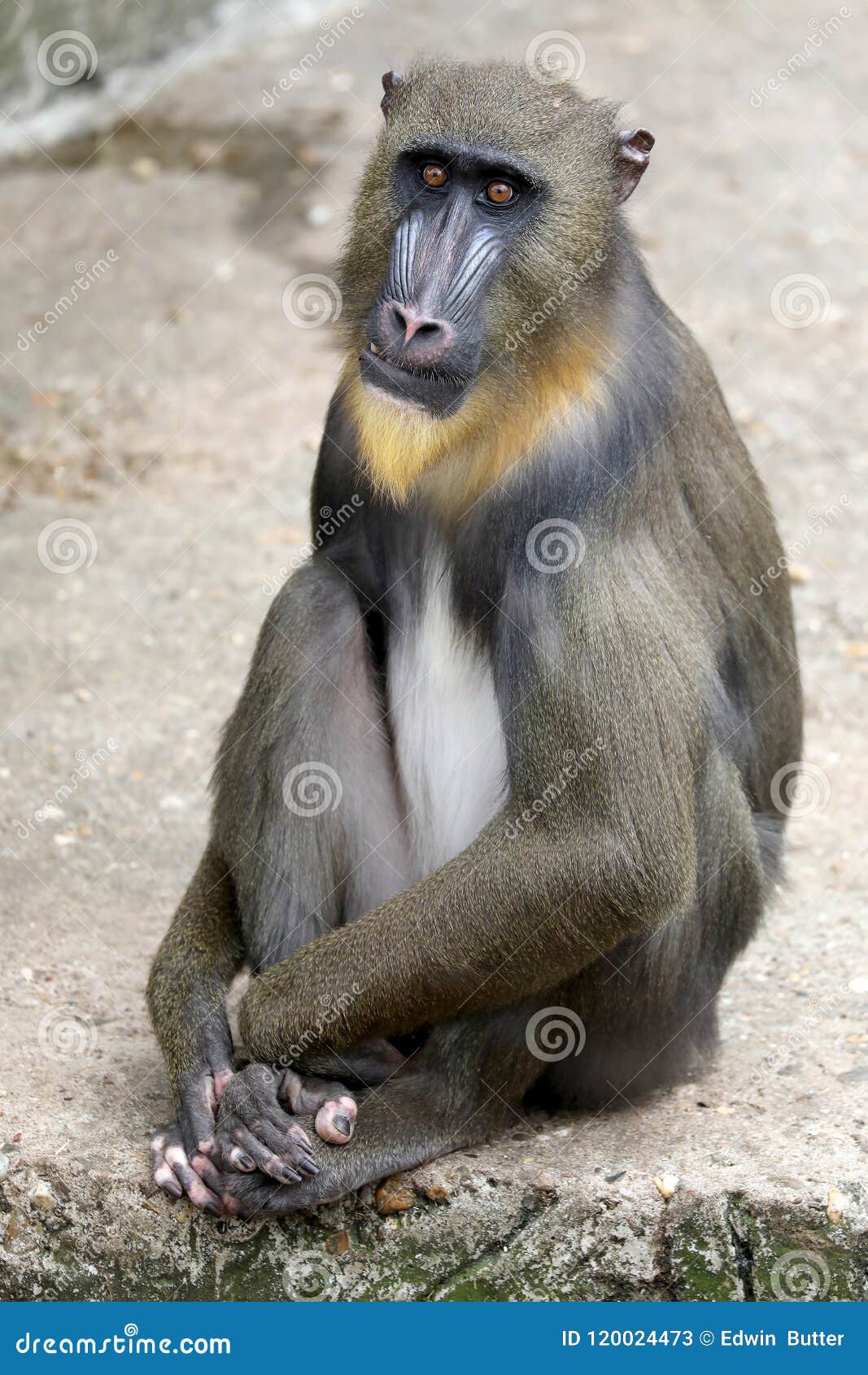 Mandrill- Young Alpha Male Stock Photo | CartoonDealer.com #1419006