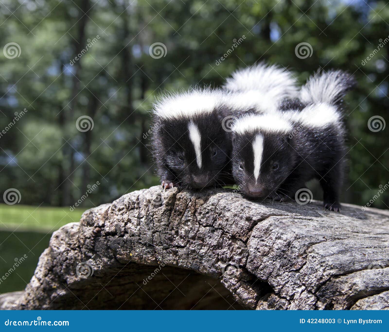 Young skunk pair stock image. Image of white, beauty - 42248003