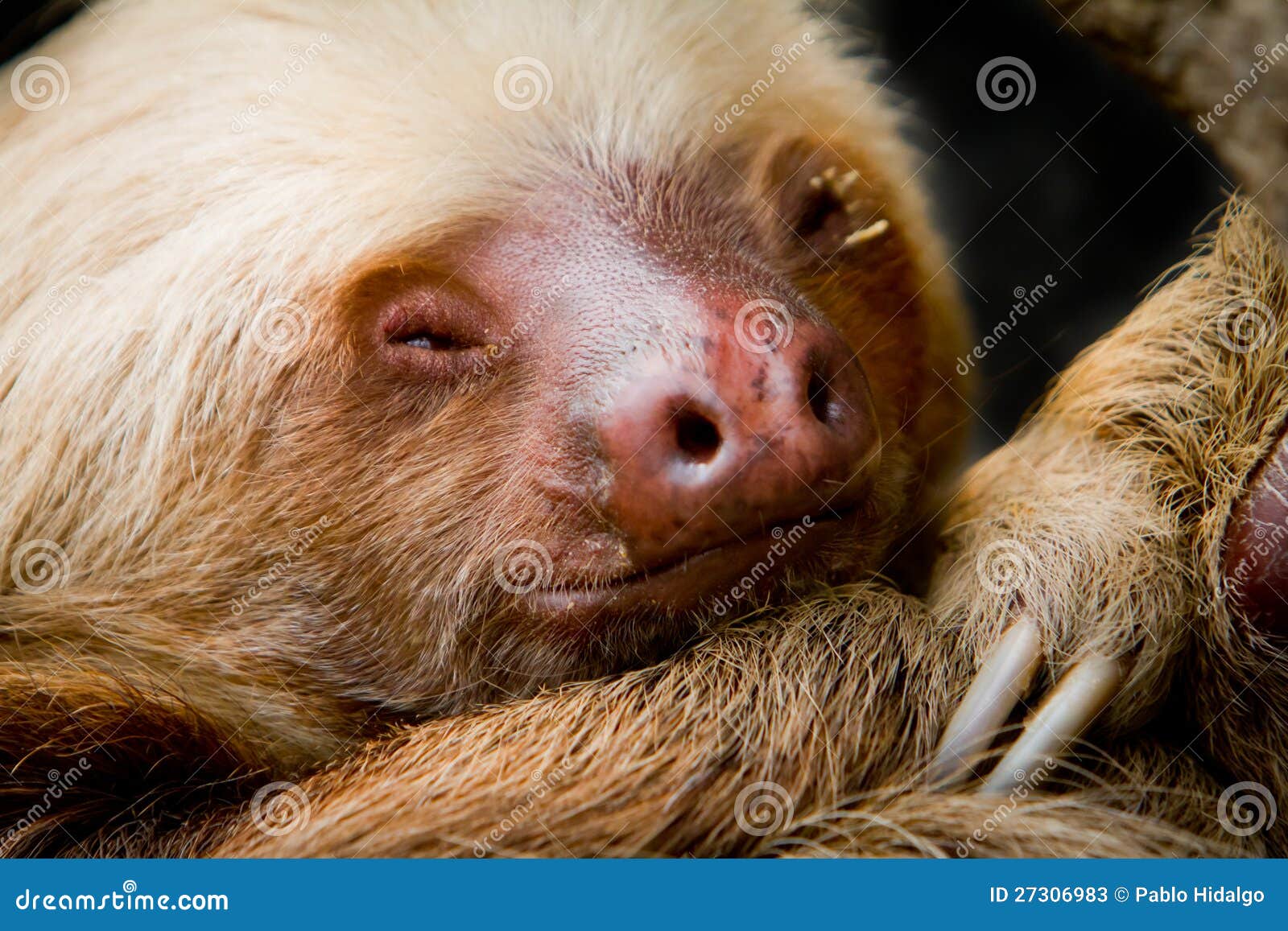 Young Sleeping Sloth, High Detail Stock Image - Image of puerto ...
