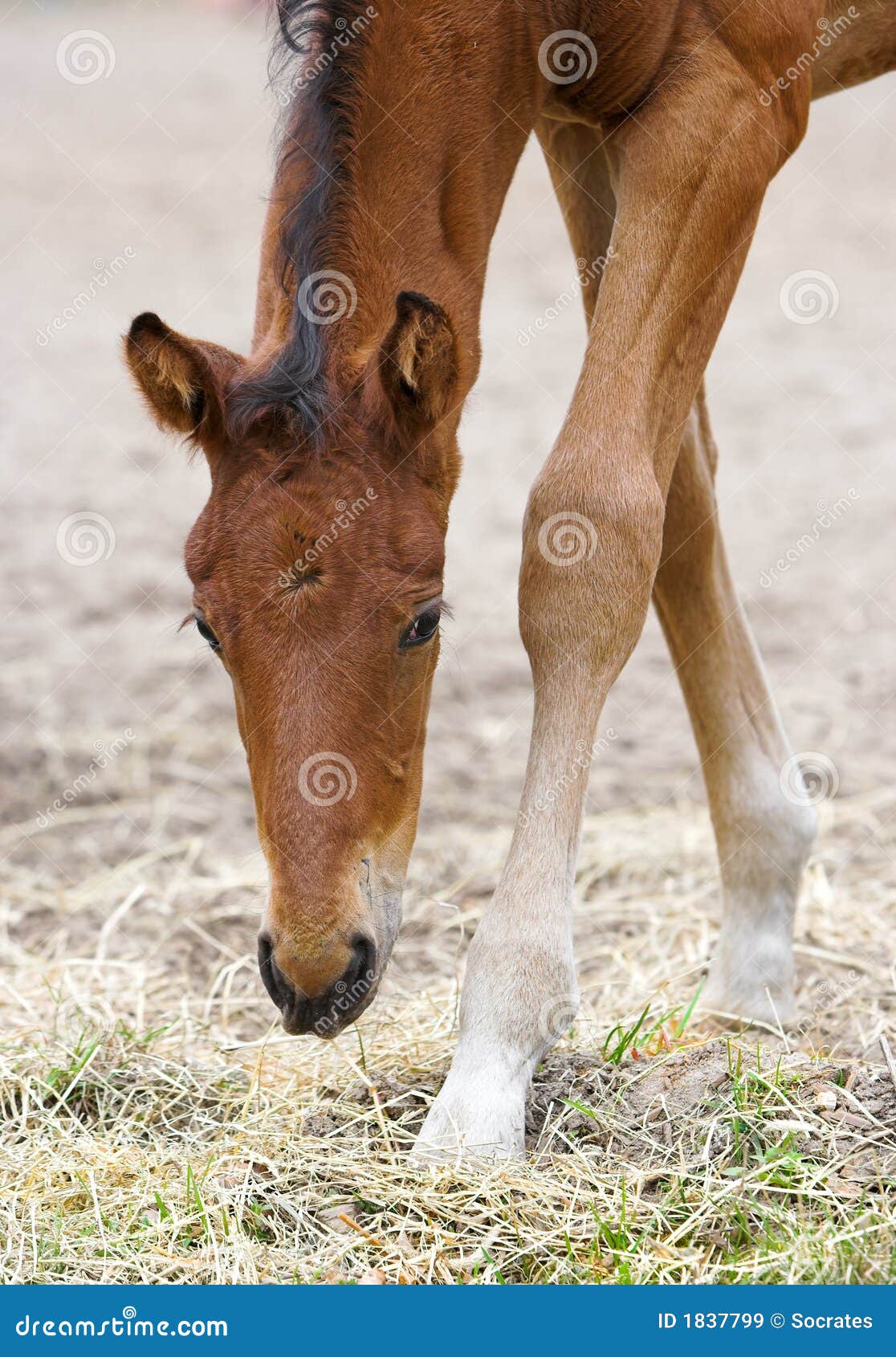 Young slim horse stock image. Image of forest, filly, field - 1837799